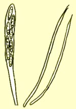 Género Bisporella